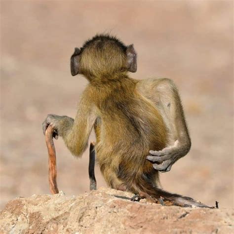 13 Funny Photos Of Animals In Their Natural Environments That Make You