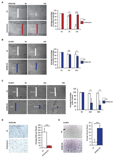 C Jun Phosphorylation Reduces Cell Migration And Invasion A
