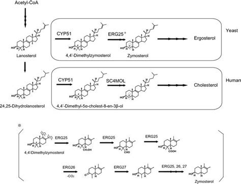 Biosynthesis Pathways For Ergosterol And Cholesterol As Shown In The