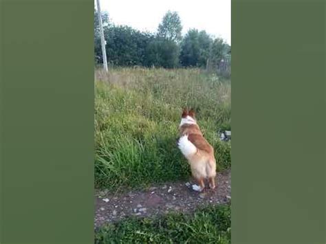 Собака бежит и прыгает 5 - YouTube