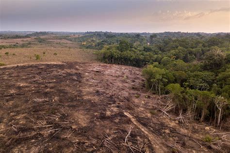 Drought Deforestation In Amazon Exacerbate Covid 19 Impact U Of T