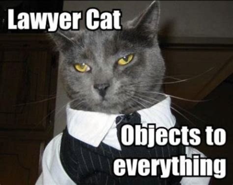 Lawyer Cat Animal Law Cats Cat Memes