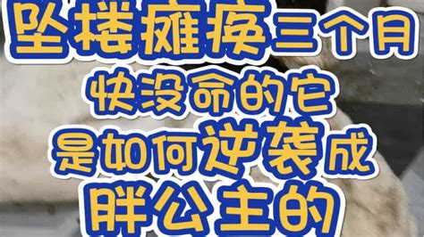 坠楼瘫痪，它没放弃，挺了三个月逆袭成功 Youtube