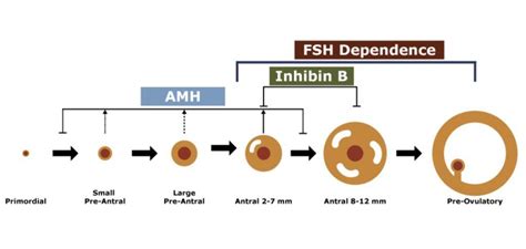 What Is AMH How To Improve Low AMH Levels Naturally