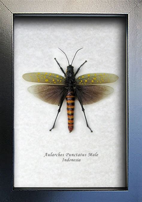 taxidermy and curiosities home décor northern spotted grasshopper