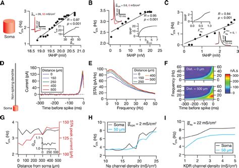 Spectral Selectivity In Spike Initiation Dynamics In The Absence Of Hcn Download Scientific