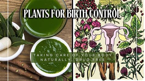 Herbs You Can Use To Manage Your Fertility Naturally Herbal Birth