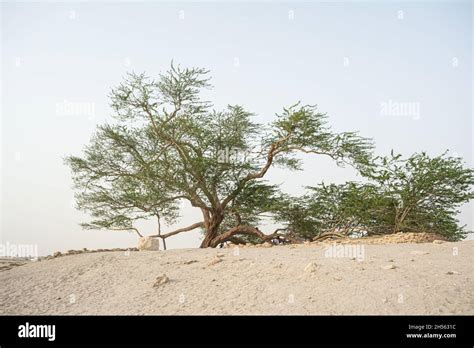 The Tree Of Life In Bahrain Stock Photo Alamy