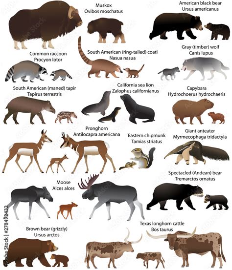 South American Mammals