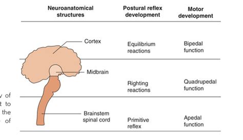 Motor Learning Flashcards Quizlet
