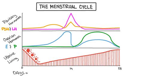 Menstrual Cycle Diagram Hormones