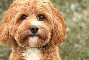 The Ultimate Cavapoo Color Guide With Pictures Animky