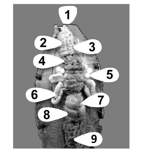 Lab 9 Earthworm Labels Diagram Quizlet