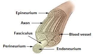 Ultrastructure Of Nerves Classification Neurones TeachMeAnatomy