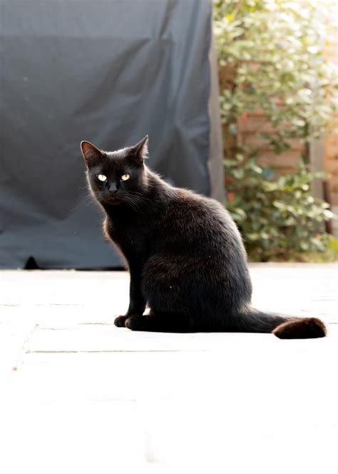 Meet My Void Jet I Think His Name Is Very Fitting R Blackcats