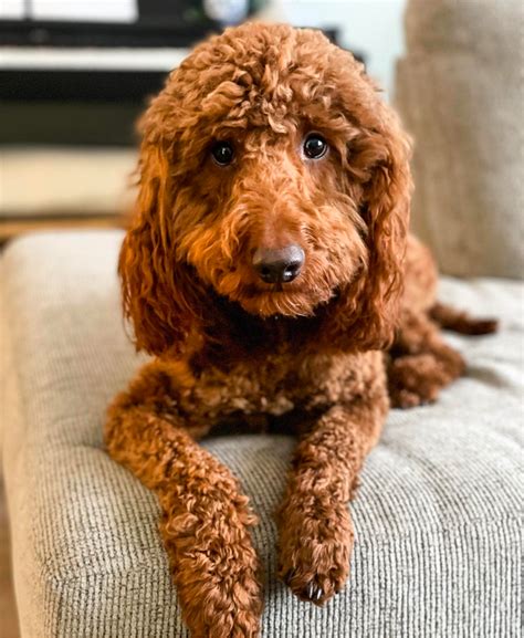Top 10 Best Goldendoodle Breeders In Maine Me