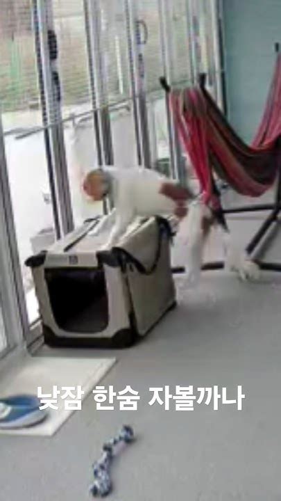 집 위에서 낮잠 자는 캐비 카발리에 킹찰스 스패니얼 망고 Youtube