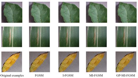 Sustainability Free Full Text Plant Disease Classification And Adversarial Attack Using