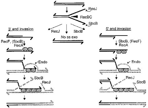 Model For The Role Of Recf Recj And Sbcb Proteins In Recombination Download Scientific