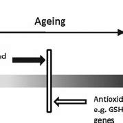 Cellular Redox Status And Age Related Diseases Cardiovascular And Download Scientific Diagram
