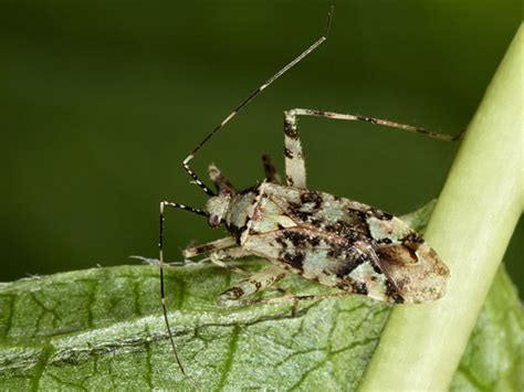 Nature Photography By Dragisa Savic