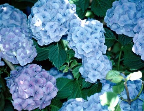How To Avoid Aphids On Hydrangea Ehow