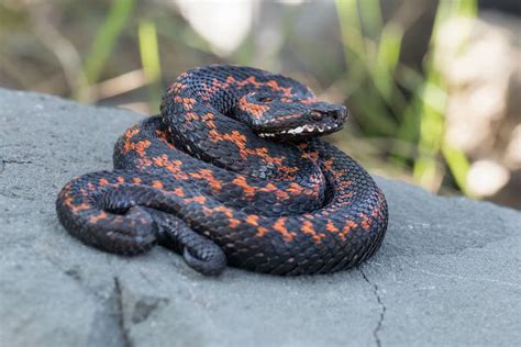 Evpatori Ge მე მიყვარს ჩემი საიტი