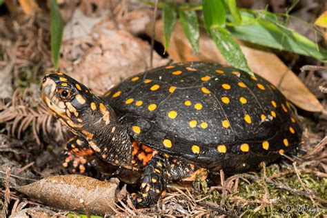 New Published Research Spotted Turtles Ghosts Of The Swamp