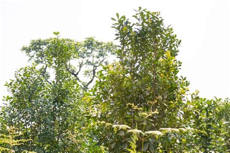 Premium Photo Native Yerba Mate Tree Ilex Paraguariensis In Organic