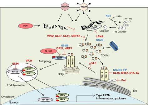 Sting Signaling And Host Defense Against Microbial Infection Pmc