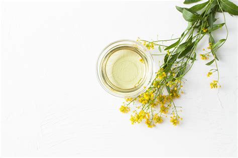 어린 흰 배경에 식물성 기름 그릇으로 가지의 겨울 유채과 야채 0명에 대한 스톡 사진 및 기타 이미지 0명 건강관리와 의술 겨자 Istock