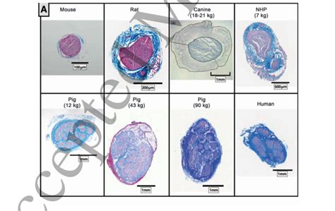 Comparative Anatomy Of The Cervical Vagus Nerve Between Mouse Rat Download Scientific Diagram