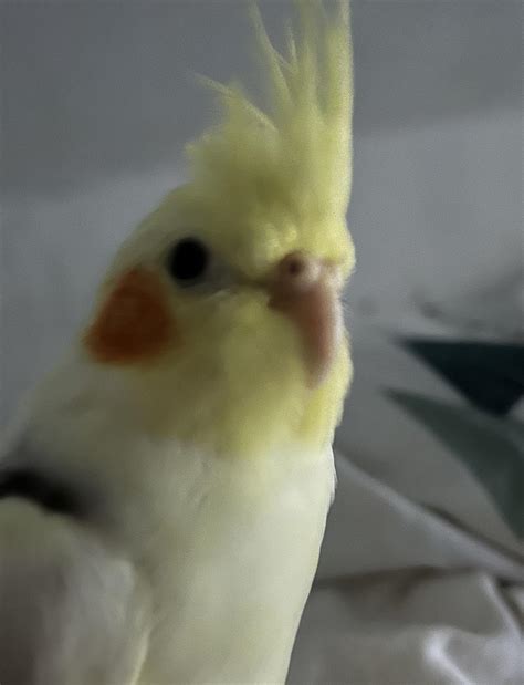 Pumpkin First Evolution Scrolller