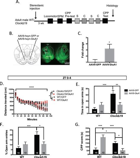 Altered Glua1 Function And Accumbal Synaptic Plasticity In The ClockΔ19
