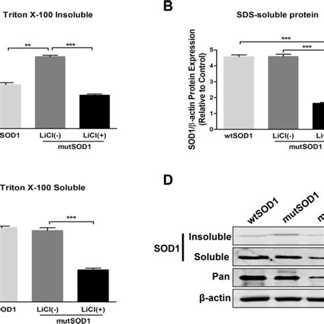 Lithium Treatment Enhanced The Elimination Of Both Detergent Soluble Lithium Treatment Enhanced The Elimination Of Both Detergent Soluble