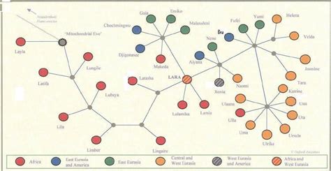Mtdna Haplogroup Of L David Roper