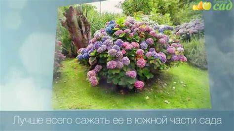 Посадка гортензии как правильно посадить гортензию Youtube