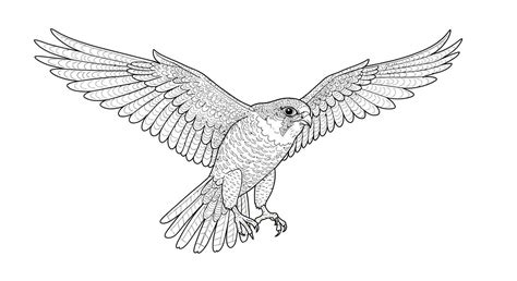 A Peregrine Falcon In Mid Flight With Its Wings Spread Wide 57087123