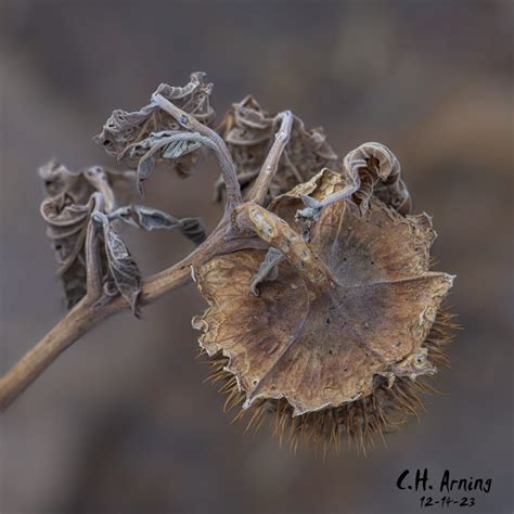 Stellar Pod Chuck Arning Stellar Pod Stellar Pod Chuck Arning Stellar Pod