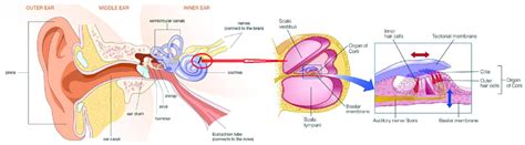 The Structure Of The Cochlea Download Scientific Diagram