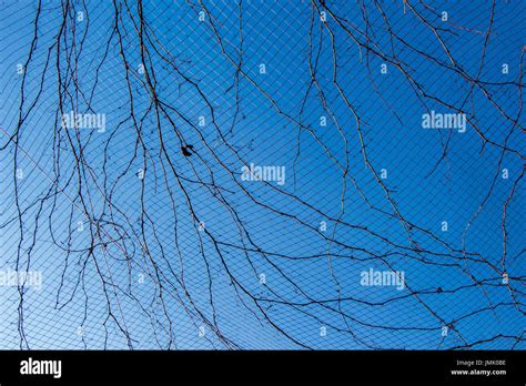 A Unique Photo Of Bright Tender Offshoot Of A Tree Growing Stock Photo Alamy