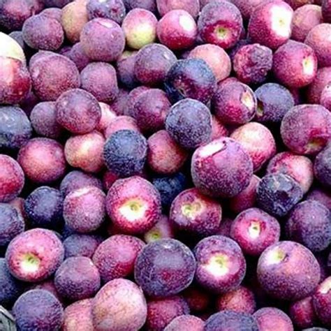 Falsa Fruit Plant At ₹ 40piece Fruit Plants In Anand Id 22332885755