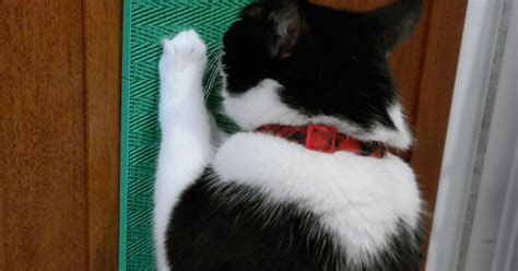 Modular Cat Scratch Board By Pylonprints Download Free Stl Model