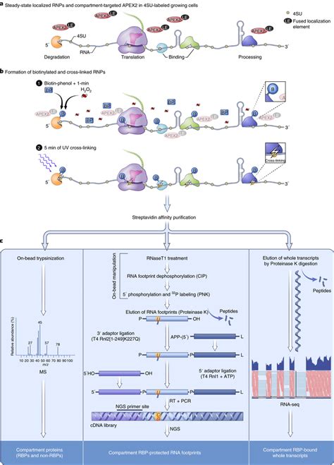 Proximity Clip Scheme A Proximity Clip Takes Advantage Of The