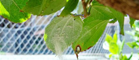 Managing Whiteflies Effectively Aguilar Plant Care