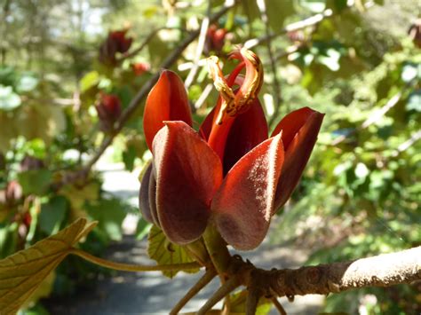 Chiranthodendron Pentadactylon Art And Science Of Horticulture