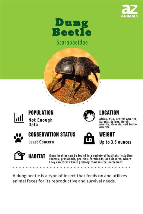 Scarab Beetle Facts