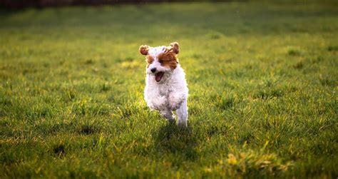 How Big Does A Cavachon Get London Daily News