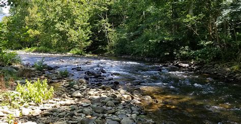 Rainbow Trout Virginia Dwr