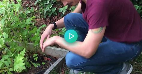 Parsnips Album On Imgur